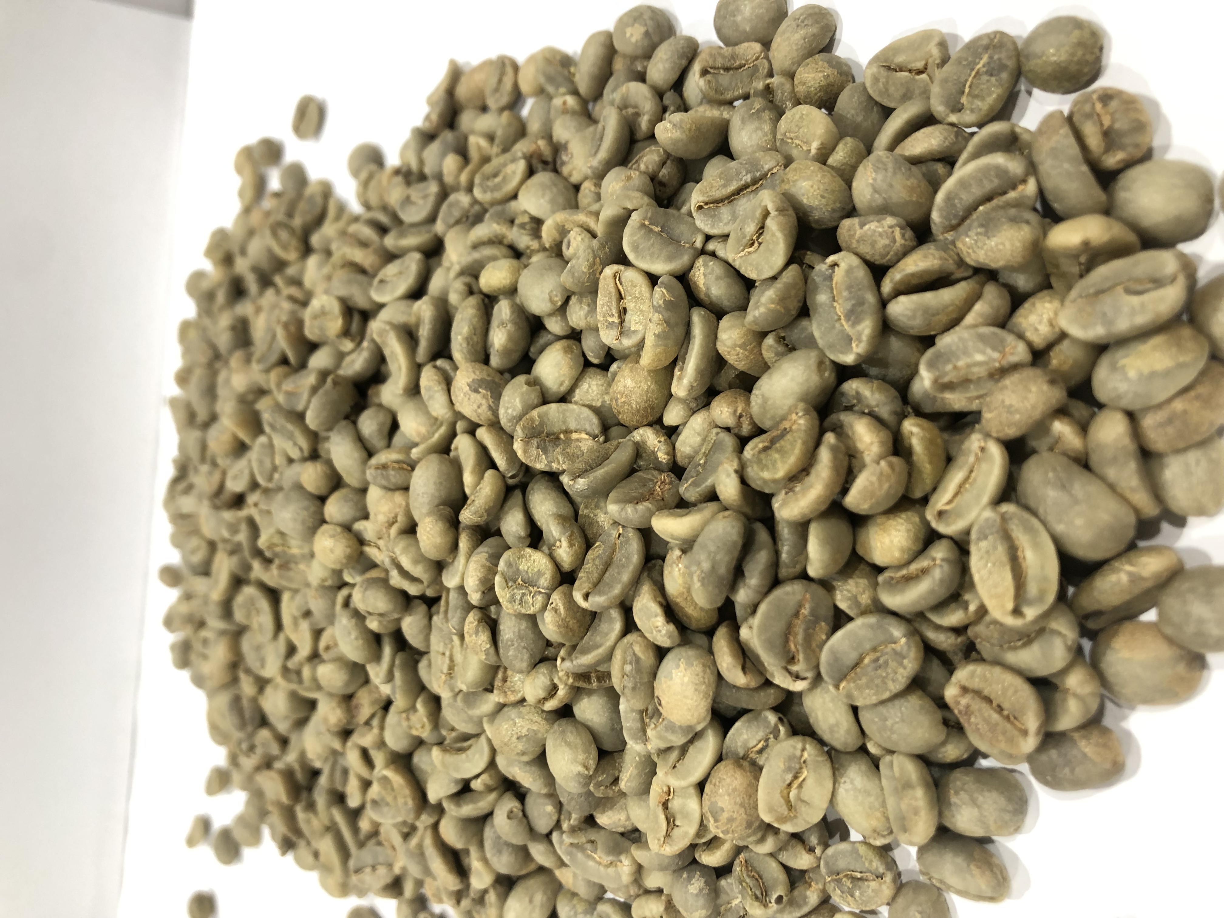 Green Coffee Beans | Unroasted Coffee Beans - Coffee Bean Corral