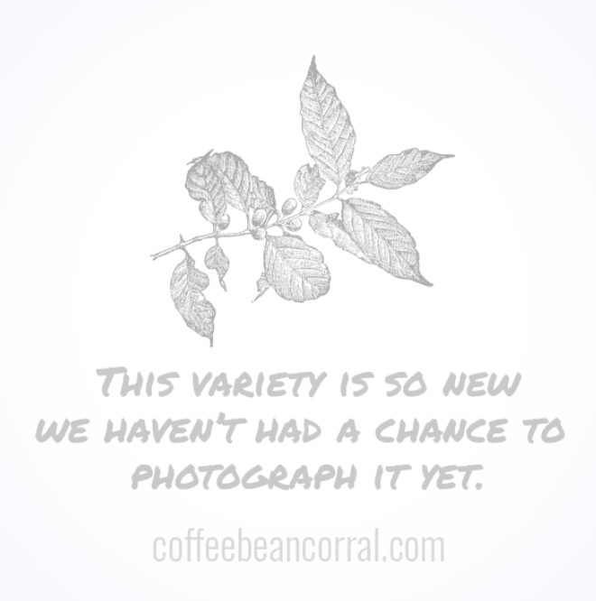 New Green Coffee Bean Varieties - Coffee Bean Corral