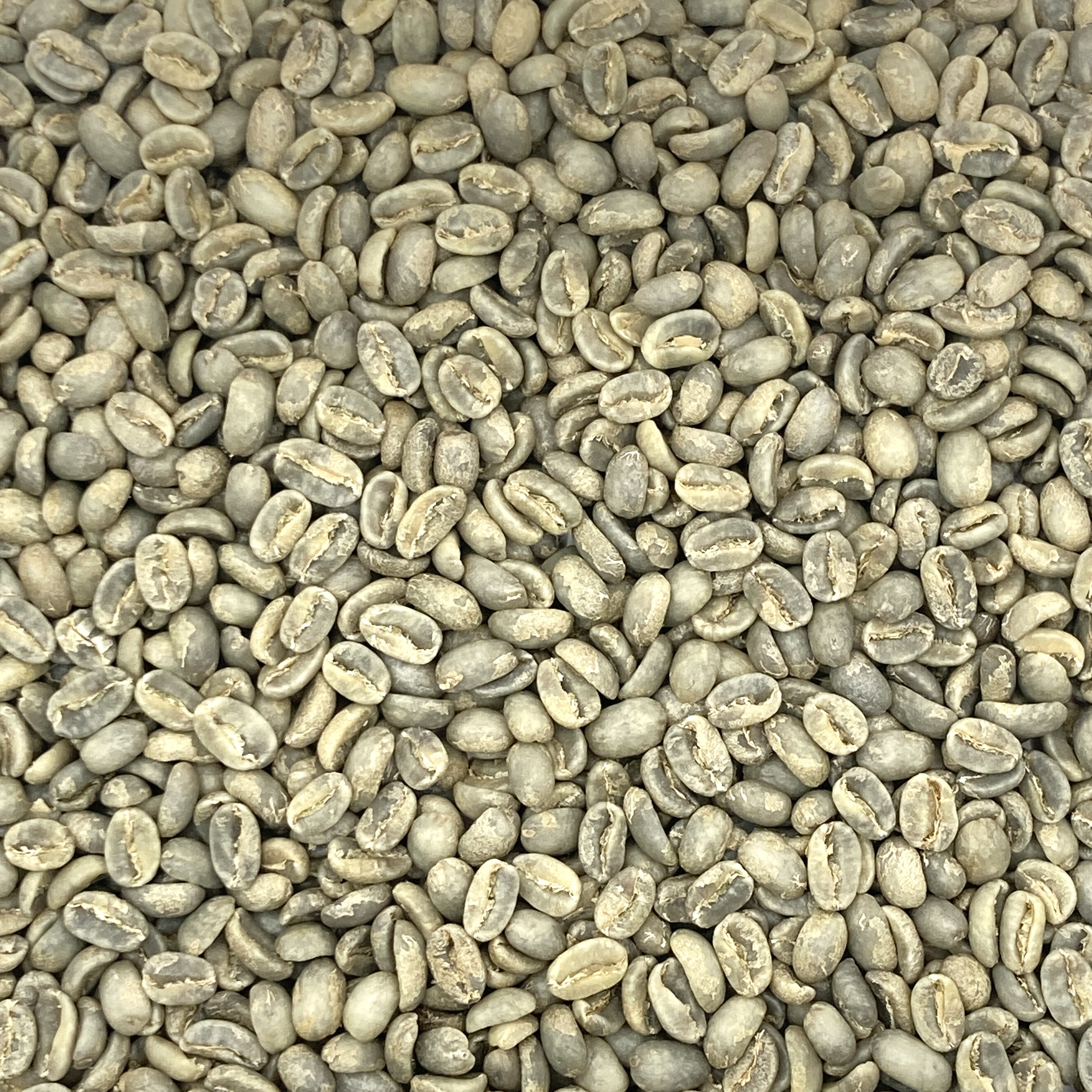 Panama Janson Farm Geisha- 531
