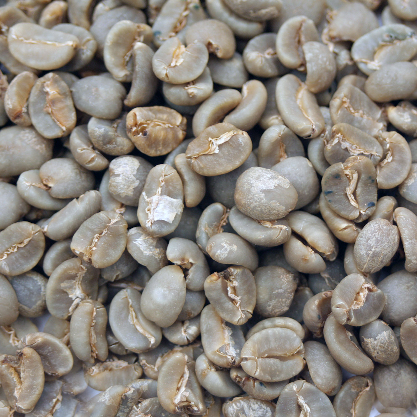 Sumatra Green Coffee Beans - Coffee Bean Corral